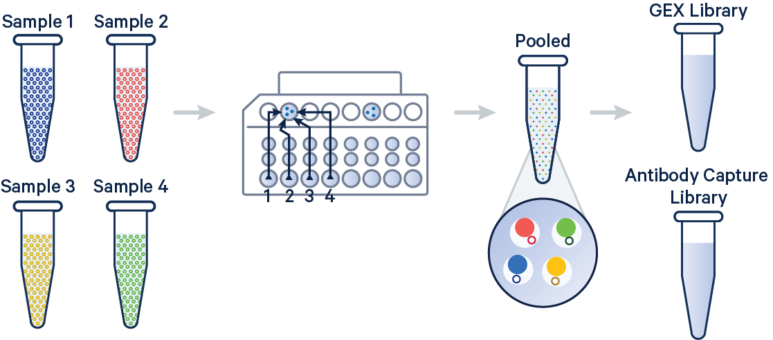 Universal 3' and 5' Multiplex Gene Expression, V(D)J, & Feature Barcode Analysis with Cell ...